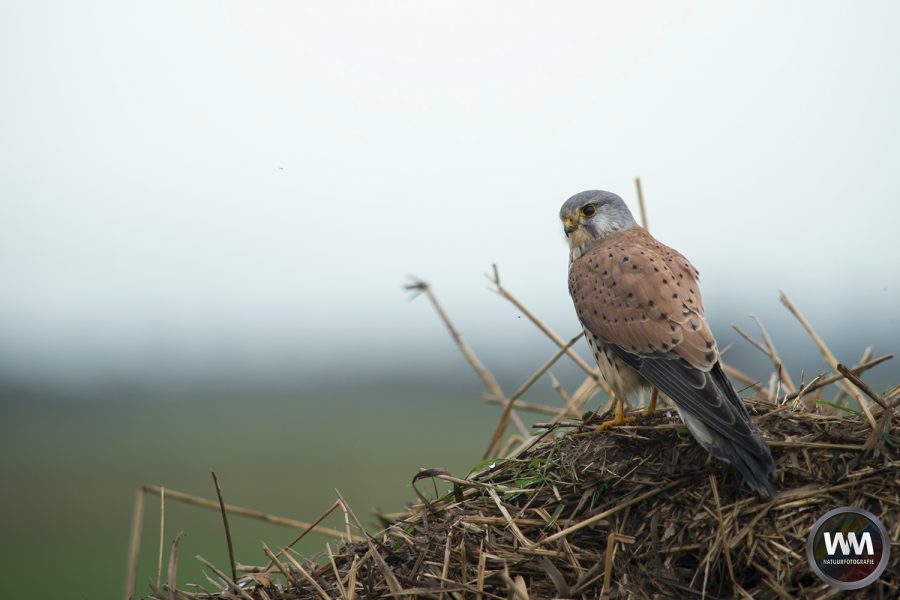torenvalk | wmnatuurfotografieWM Natuurfotografie