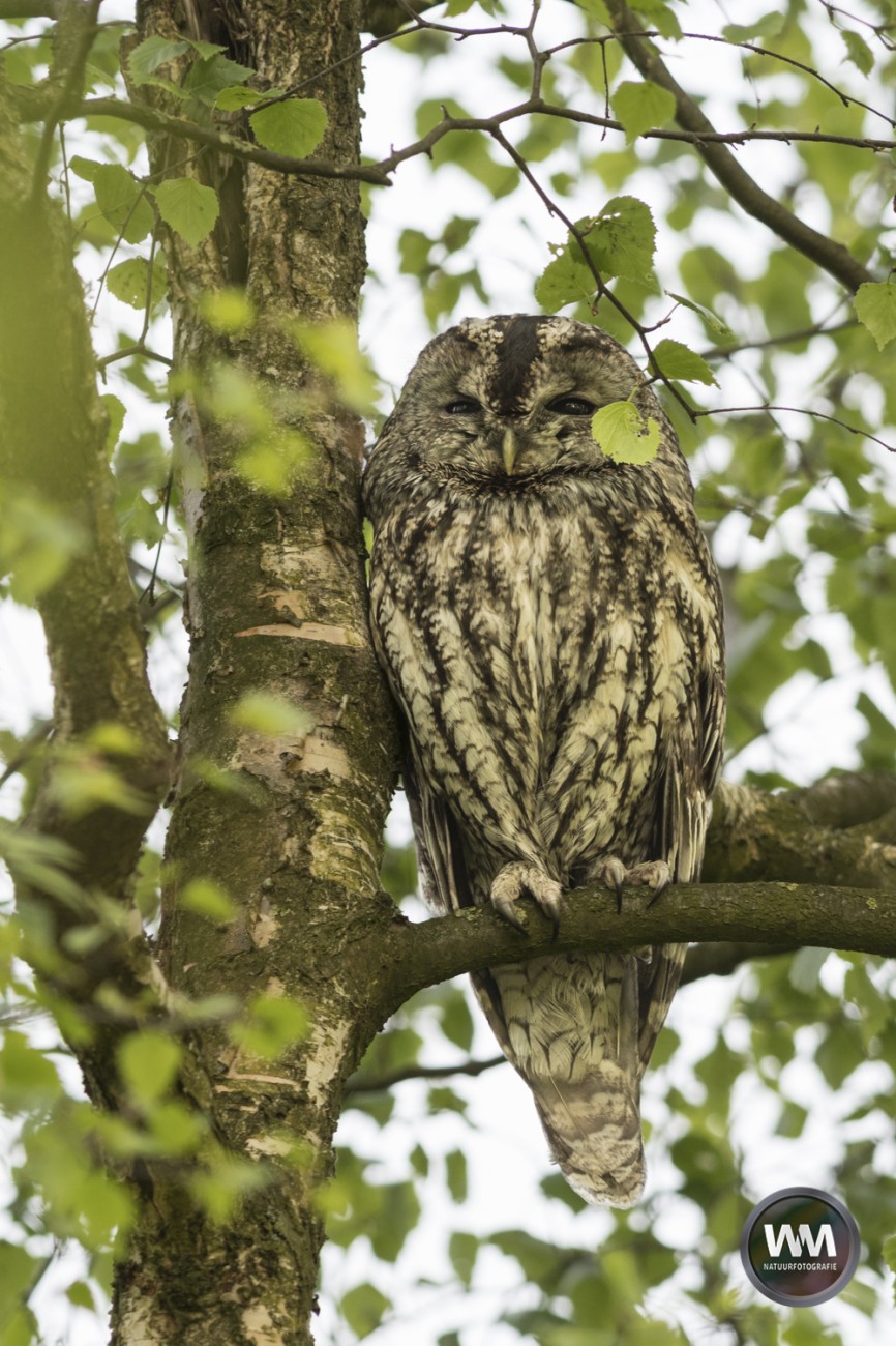bosuil | wmnatuurfotografieWM Natuurfotografie