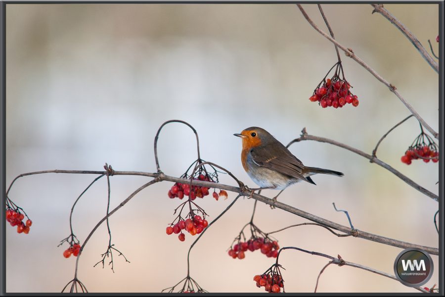 roodborstje | wmnatuurfotografieWM Natuurfotografie