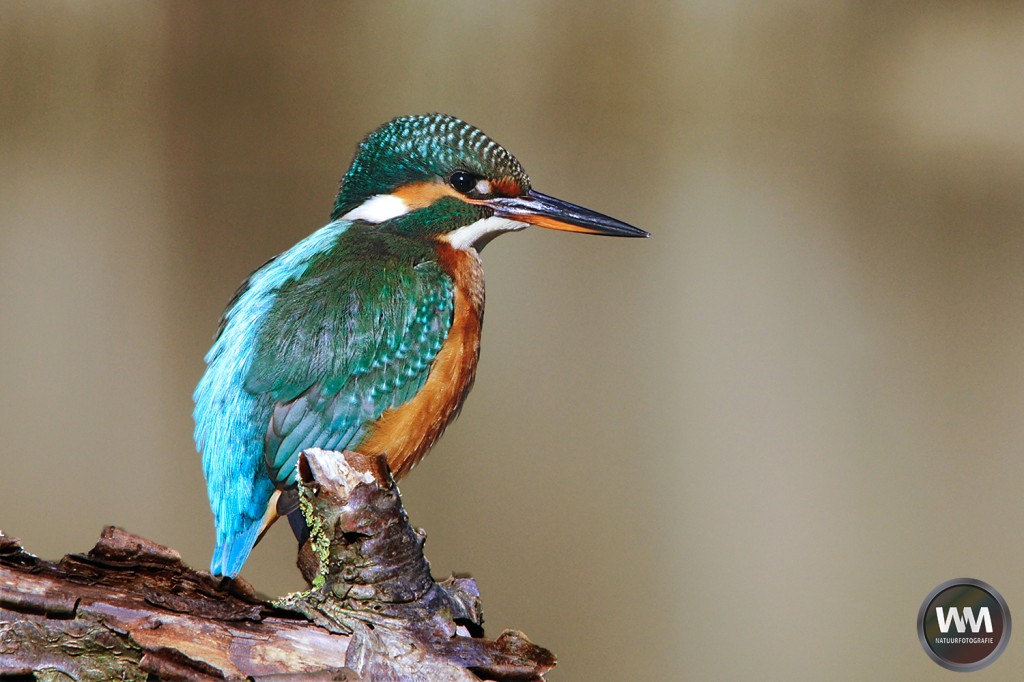 ijsvogel | wmnatuurfotografieWM Natuurfotografie