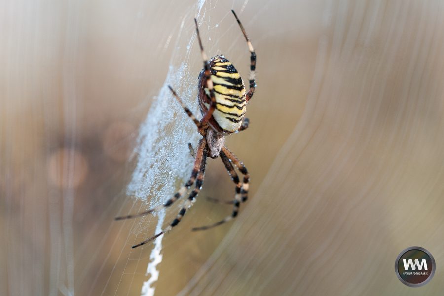 Wespspin | WM NatuurfotografieWM Natuurfotografie