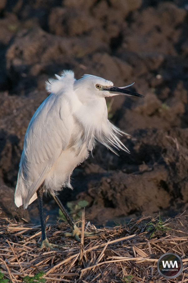 Kleine zilverreiger | wmnatuurfotografieWM Natuurfotografie