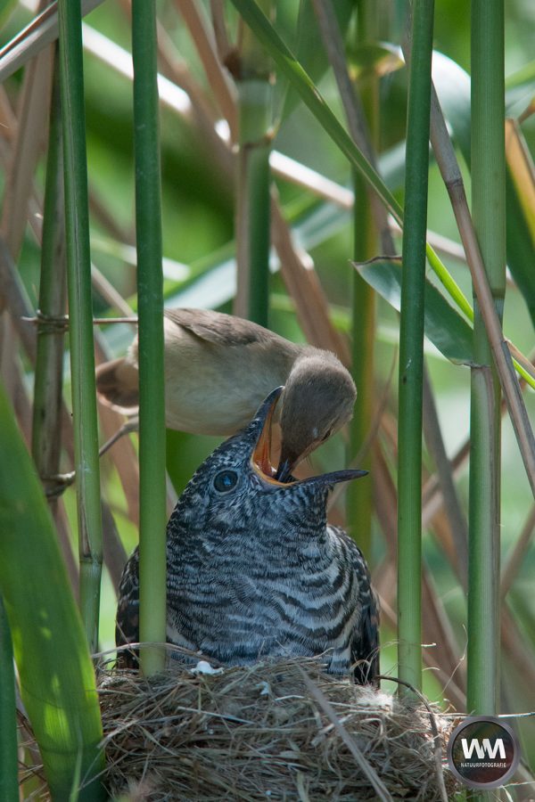 Koekoek | wmnatuurfotografieWM Natuurfotografie