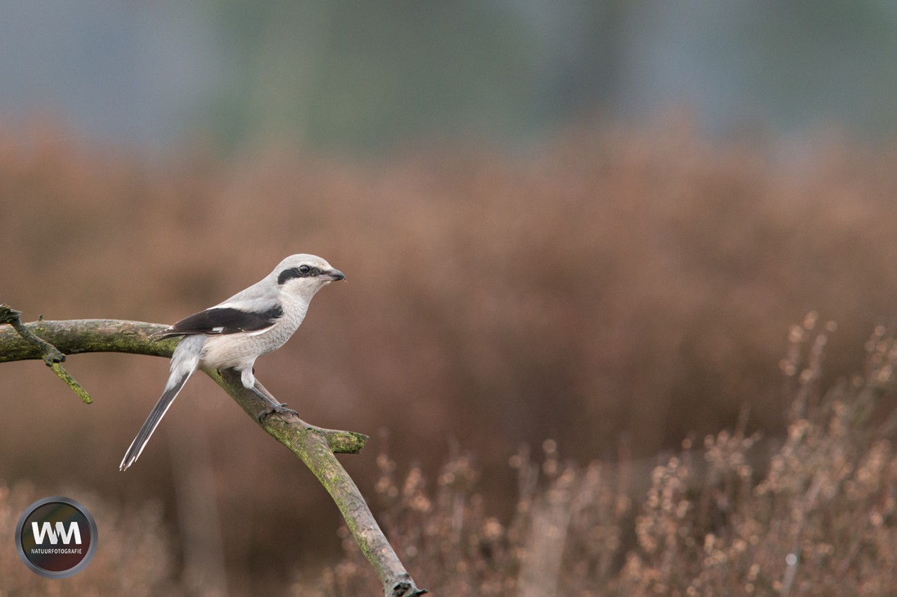 klapekster | wmnatuurfotografieWM Natuurfotografie