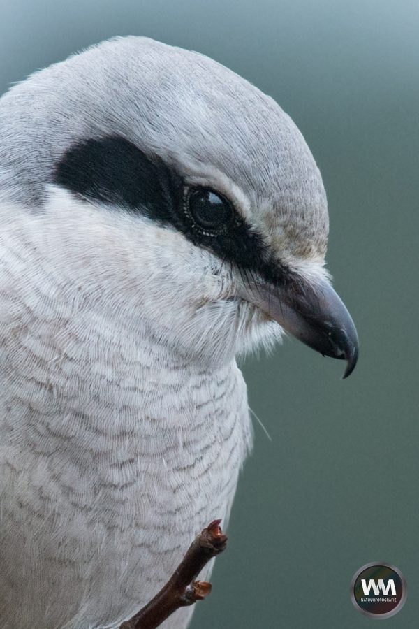 klapekster | wmnatuurfotografieWM Natuurfotografie