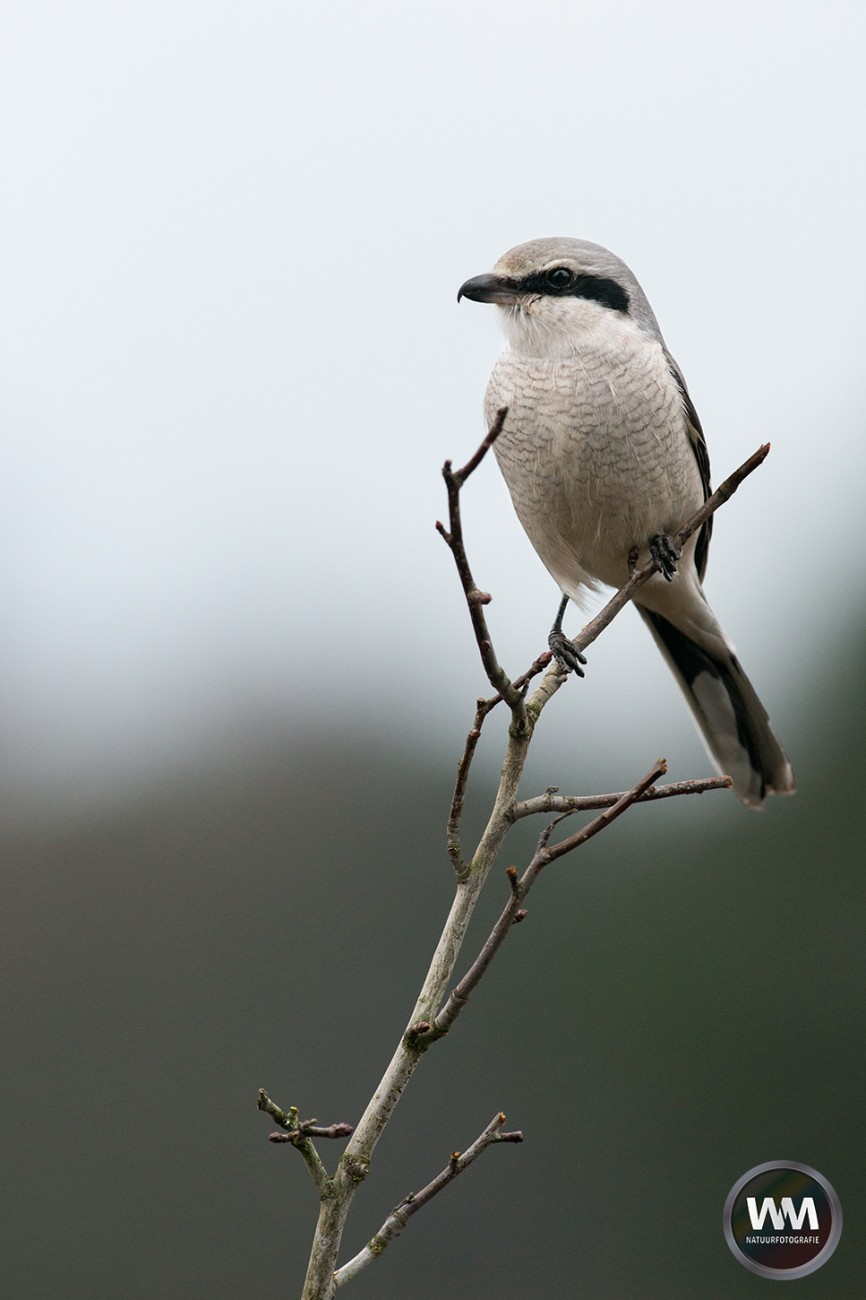 klapekster | wmnatuurfotografieWM Natuurfotografie