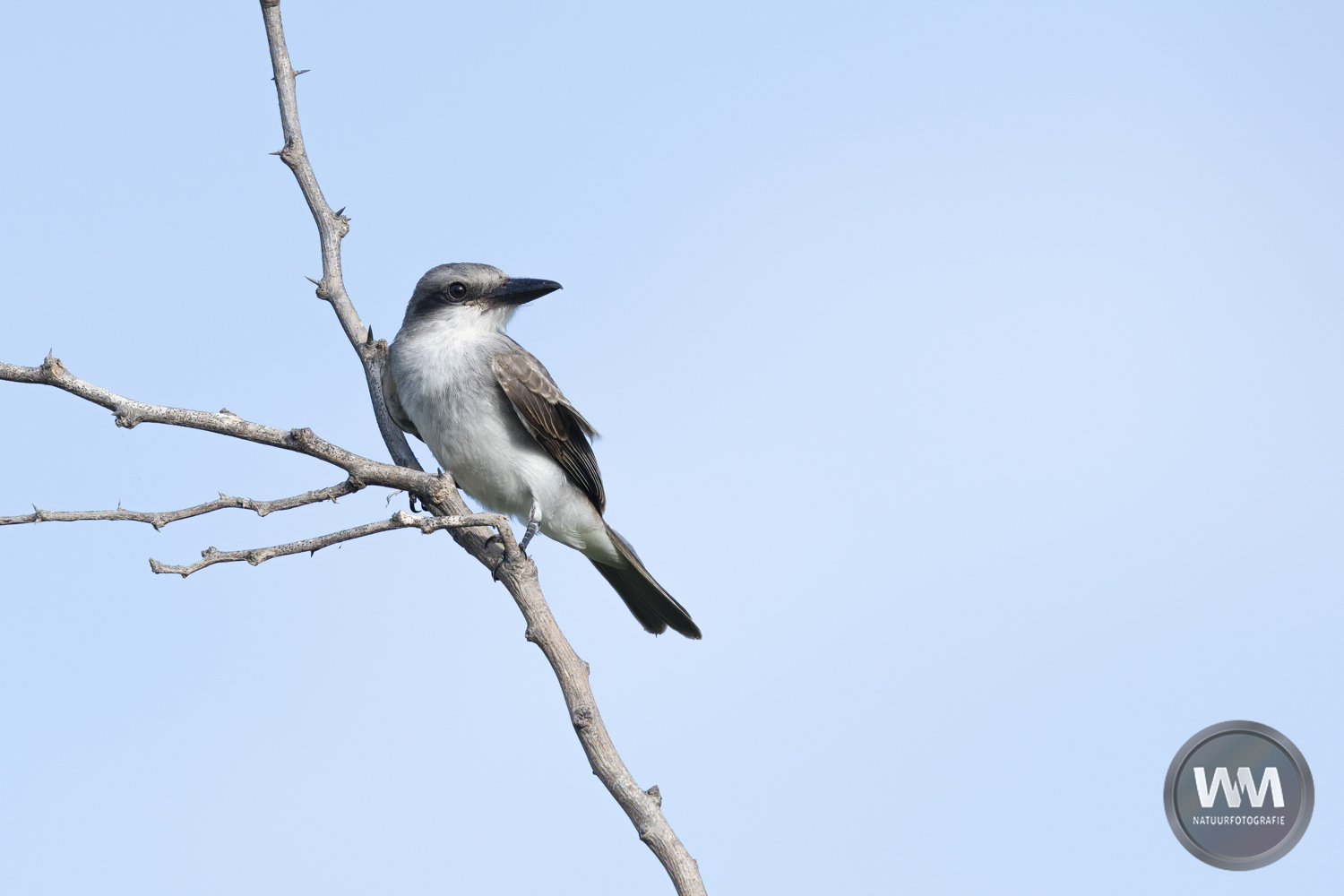 Tropische spotlijster | WM natuurfotografieWM Natuurfotografie