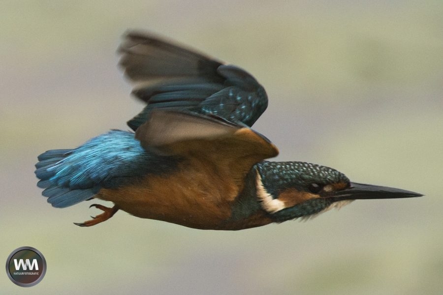 ijsvogel | wmnatuurfotografieWM Natuurfotografie